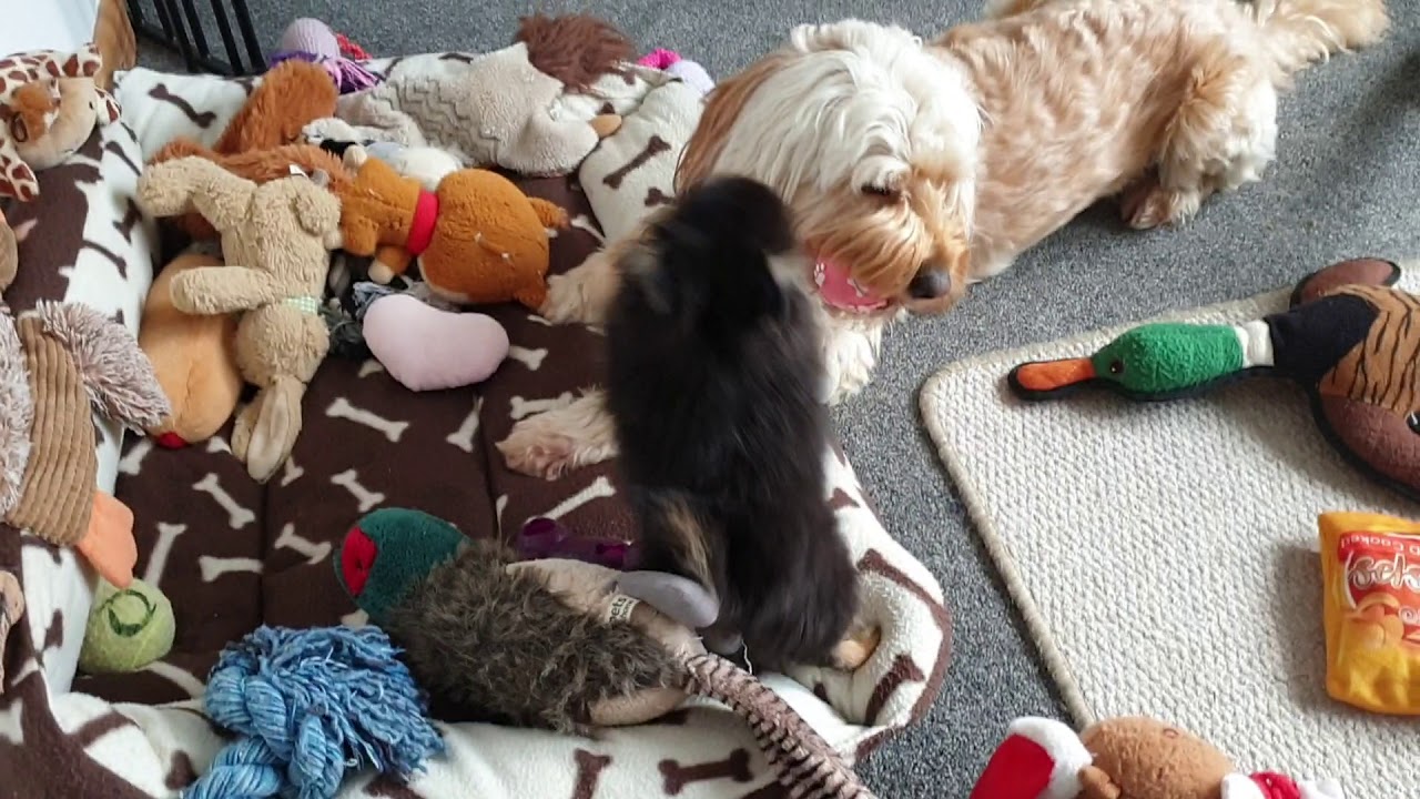 Cockapoo and puppy play fight. - YouTube