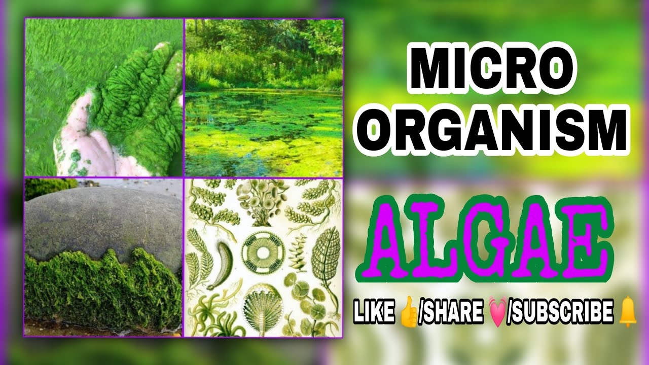 What is algae?|Types of algae|Applications of algae|Blue-green algae|# ...