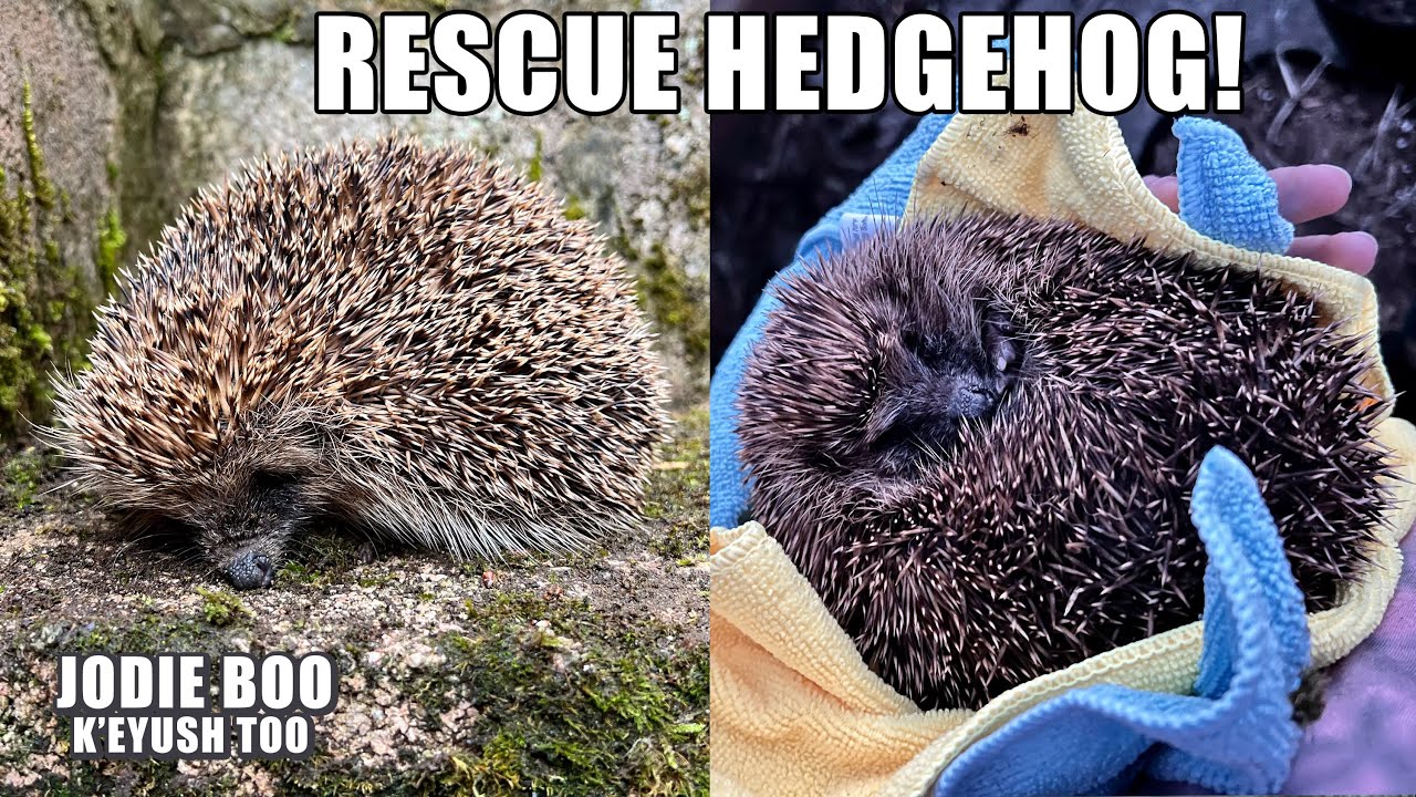 We Rescued a Poorly Hedgehog! My Husky Helps - YouTube