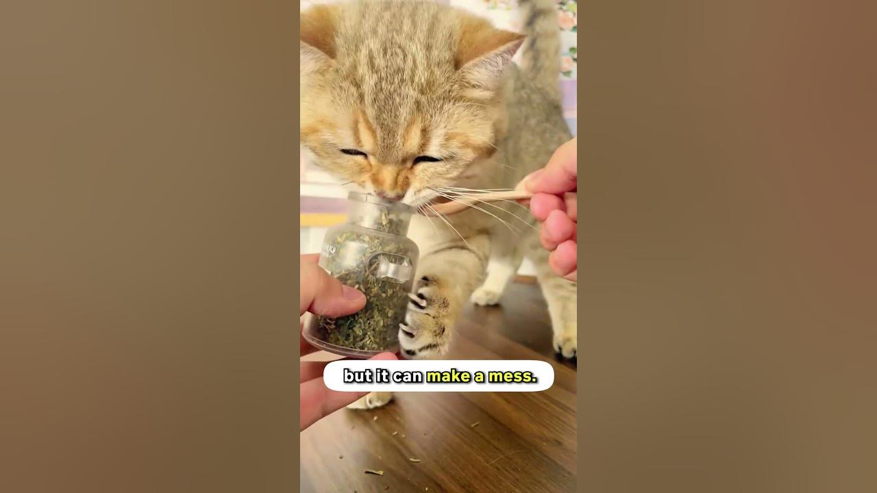 The Truth About Catnip For Cats! 💡 - YouTube
