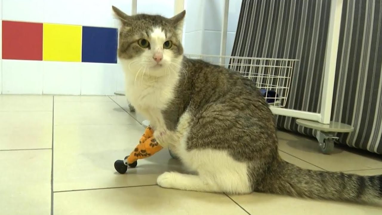 Bionic cat walks again with artificial paws - YouTube