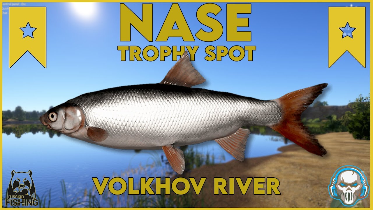 NASE 3x TROPHY SPOT! VOLKHOV RIVER - Russian Fishing 4 #rf4 - YouTube