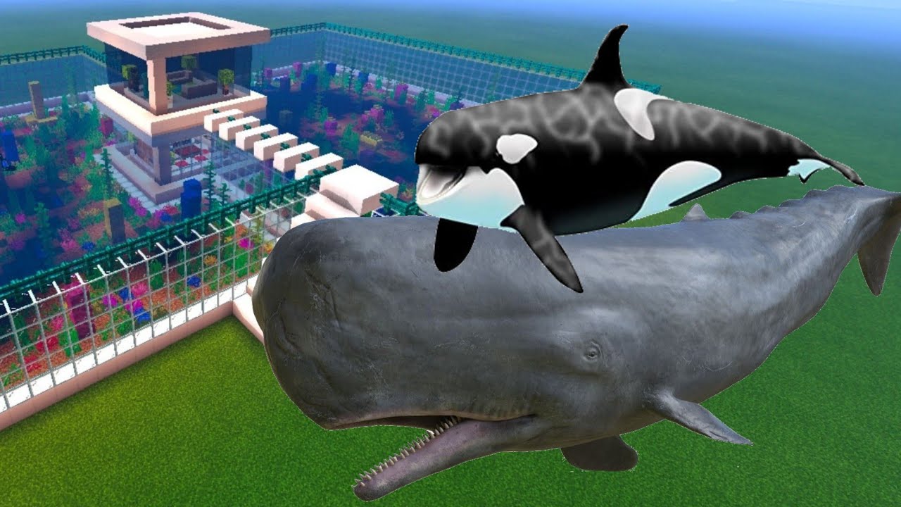 farm for sperm whale & killer whale in minecraft!!! - YouTube