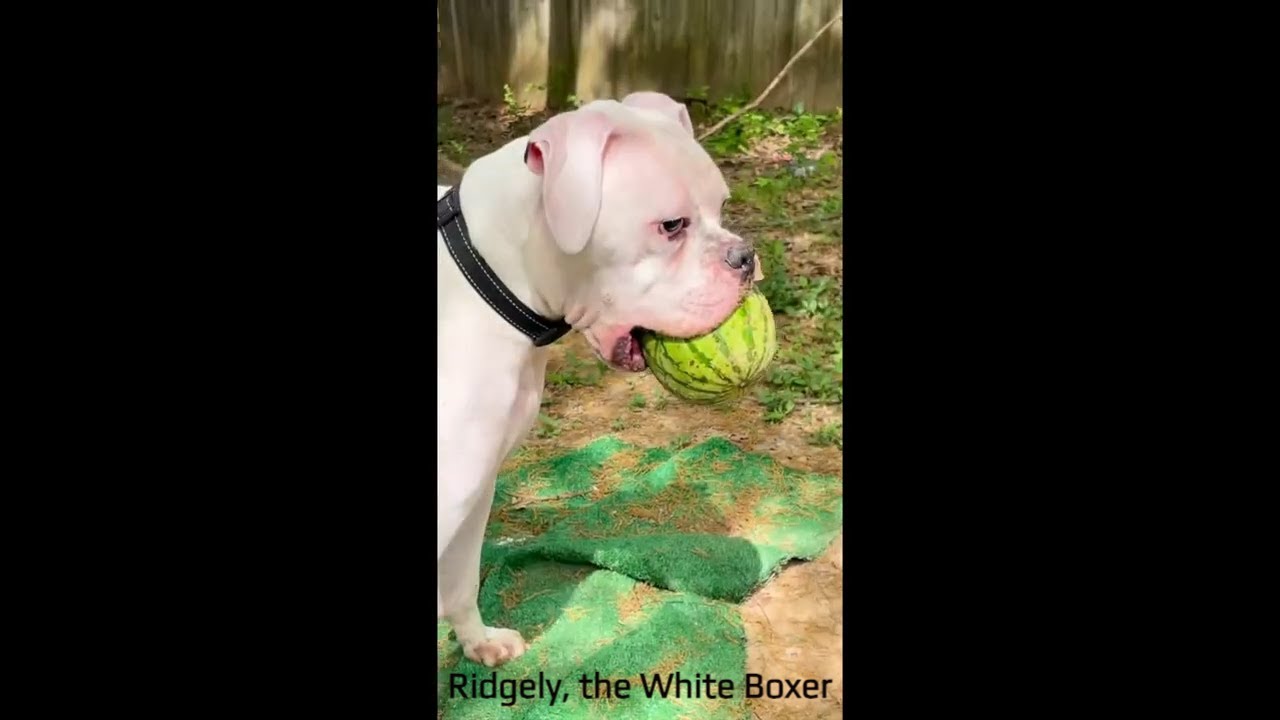 Adorable and Energetic: A Collection of White Boxer Dog Shorts to ...