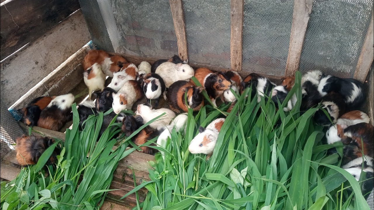 penyebab marmut mati ????cek kandang marmut dan memberi makan marmot ...