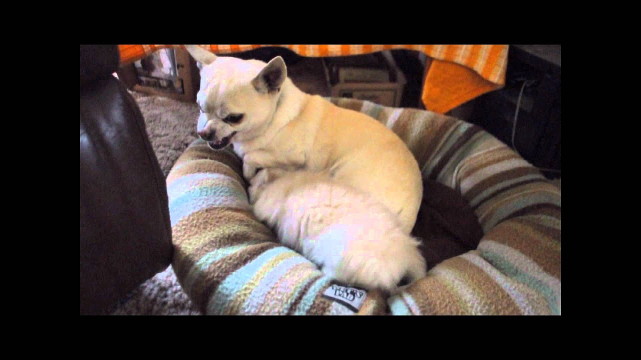 Pup MOVIE! - YouTube