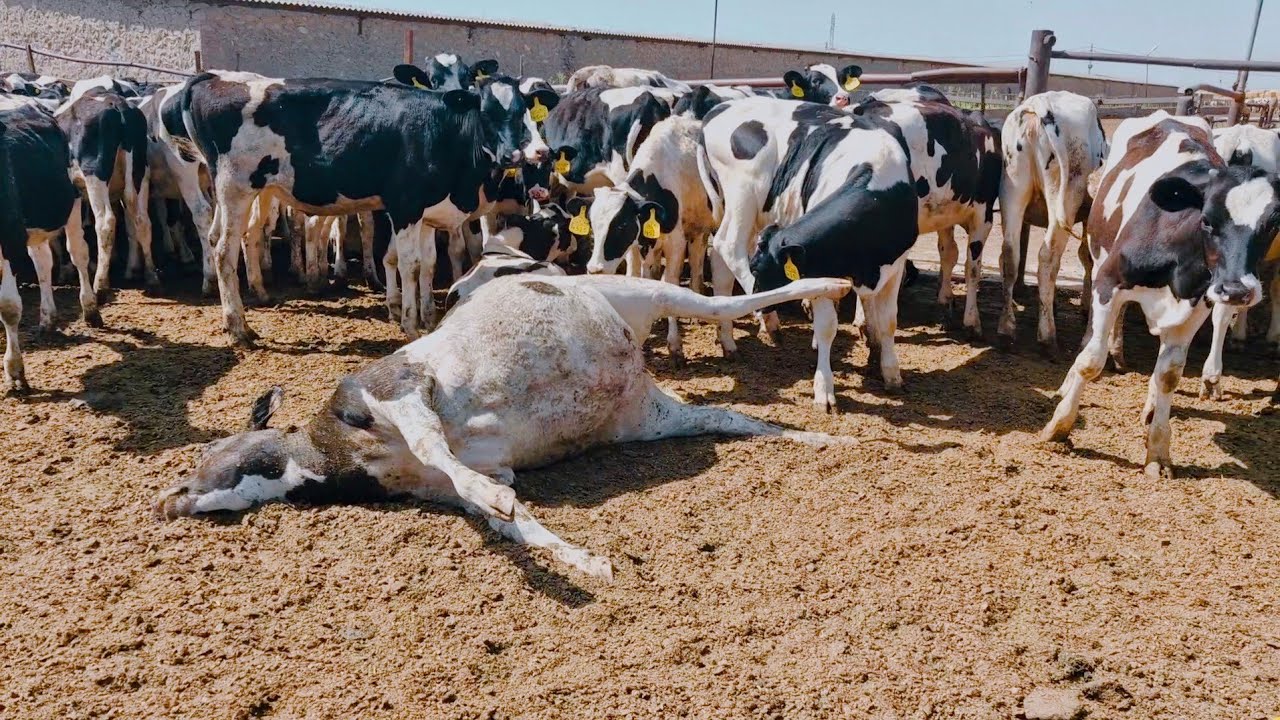 why did the cow die?what happened? - YouTube