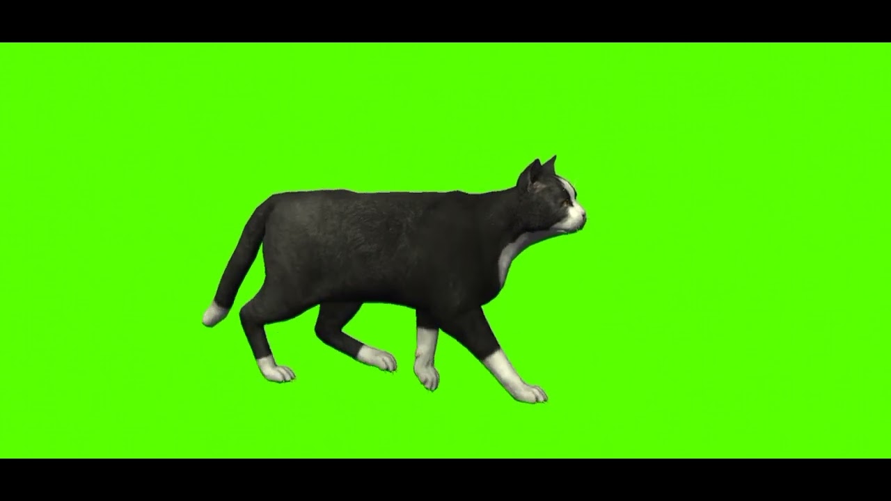 Green Screen Cat | Green Screen Cartoon effects | @Devilboyffyt - YouTube