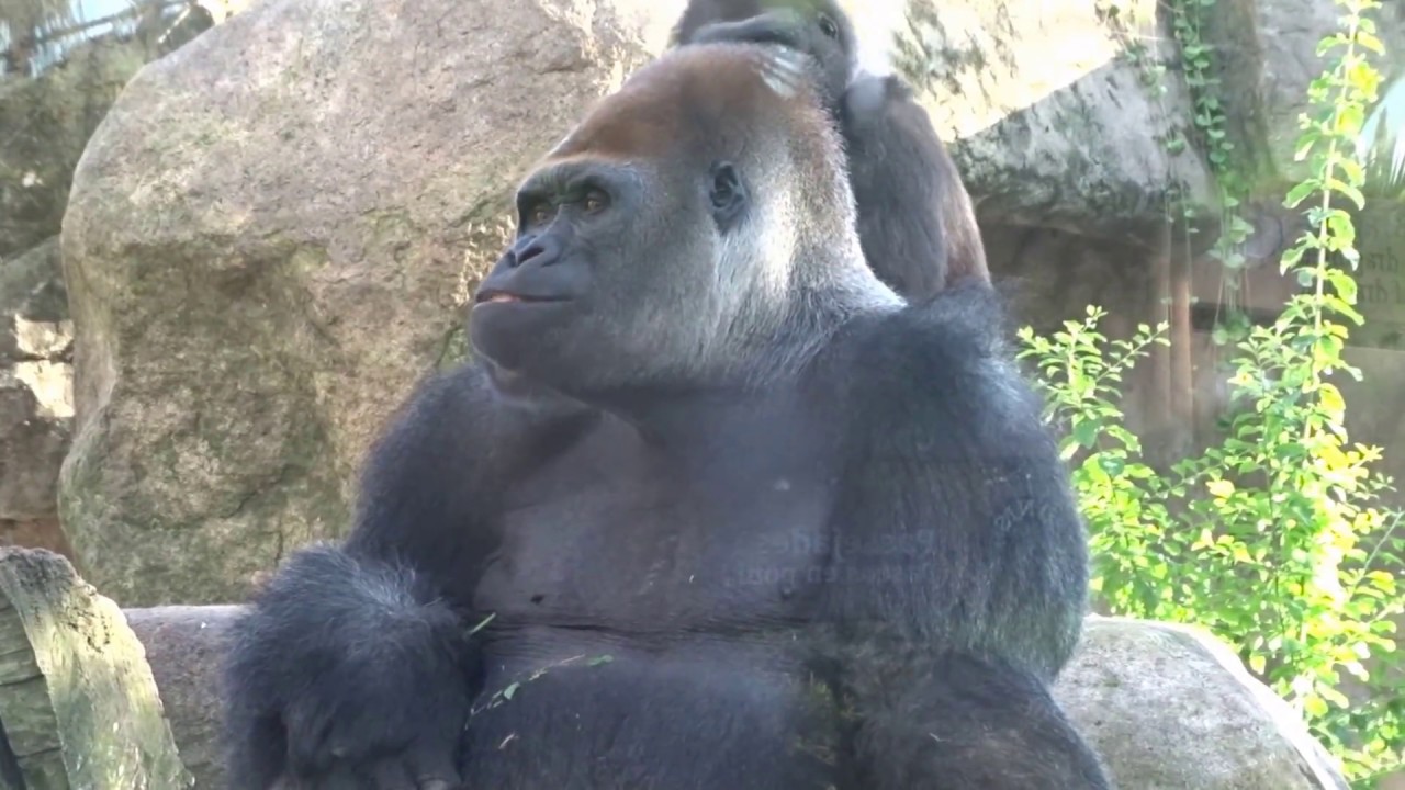 Silverback gorilla eating - YouTube