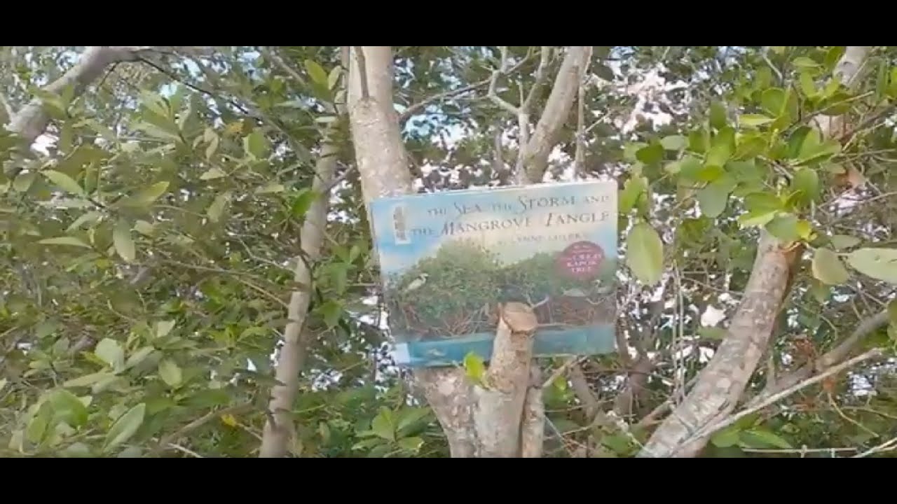Explorers' Storytime: "The Sea, The Storm, and the Mangrove Tangle" by ...