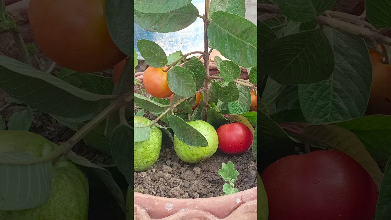 How to grow Guava quickly and tomato fruits. #fruit #garden #amazing # ...