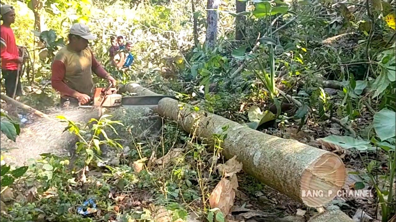 Menebang tiga pohon dengan mudah & cepat - gergaji mesin stihl ms381 ...