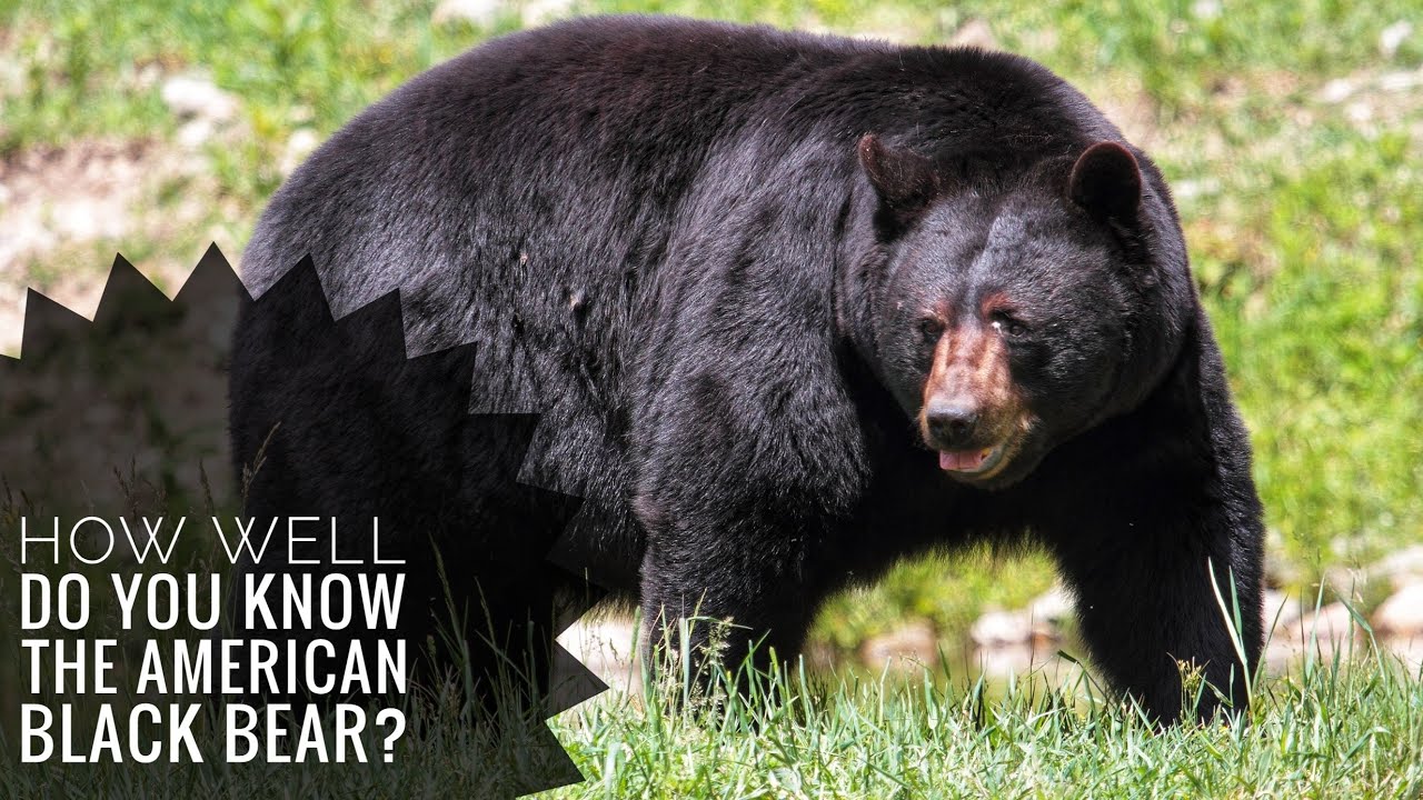 American black bear || Description, Characteristics and Facts! - YouTube