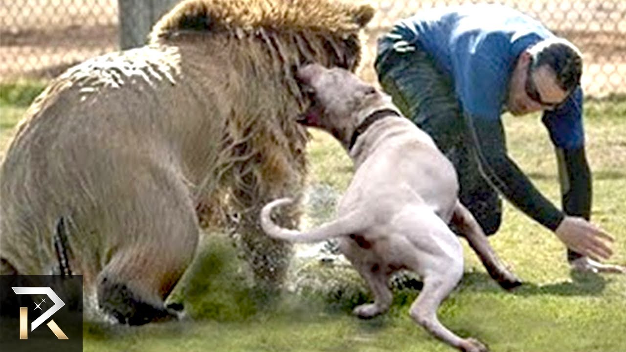 10 Guard Dogs That Save People's Lives From Wild Animals - YouTube