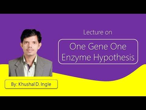 One gene one enzyme hypothesis - YouTube