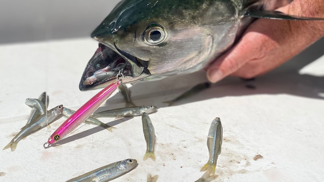 Albie Fishing 101 | Hogy Albie Playbook - YouTube