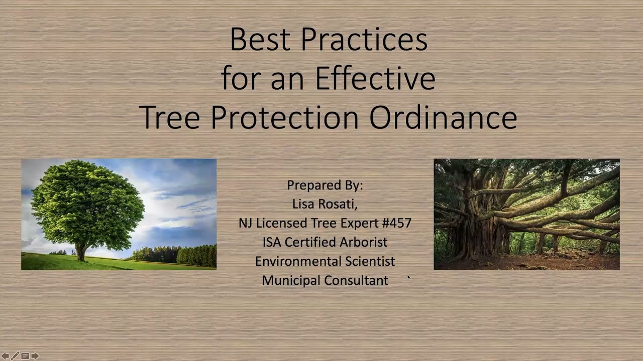 What are Best Practices for Protecting Trees in My Town? - YouTube