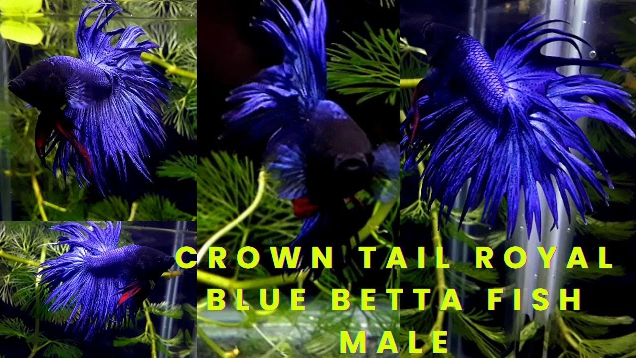 Crown Tail Royal Blue OHM Betta Fish Male #bettafish #crowntail - YouTube