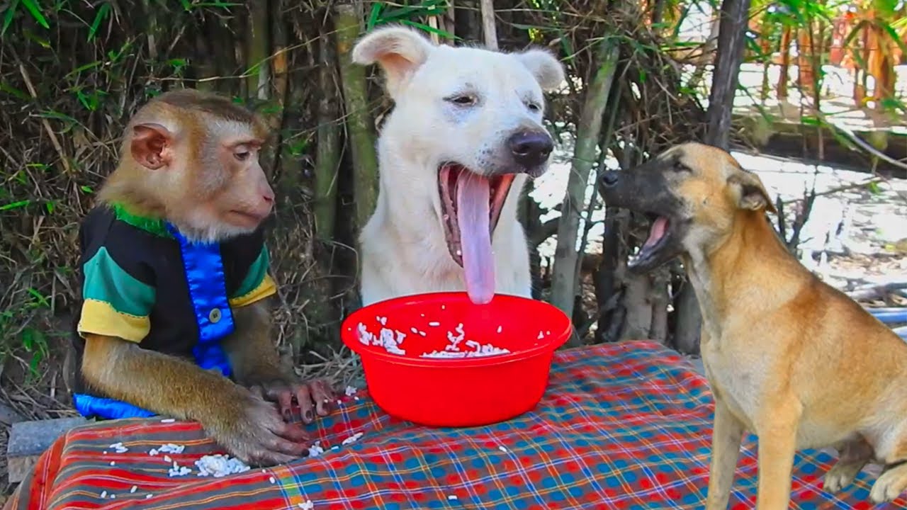 Are You Hungry !Best Animals ! SokYaa Feeding OG At Home - YouTube