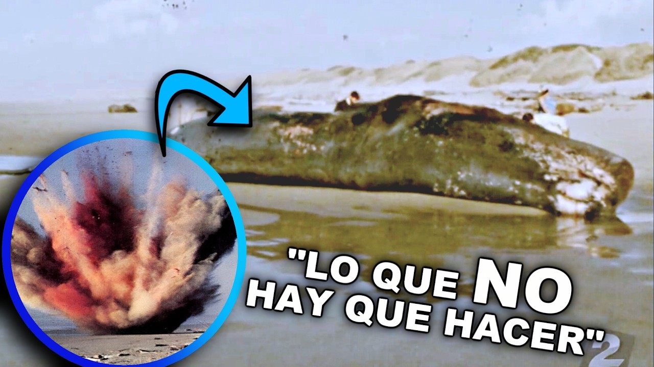 El incidente de la Ballena EXPLOSIVA - YouTube
