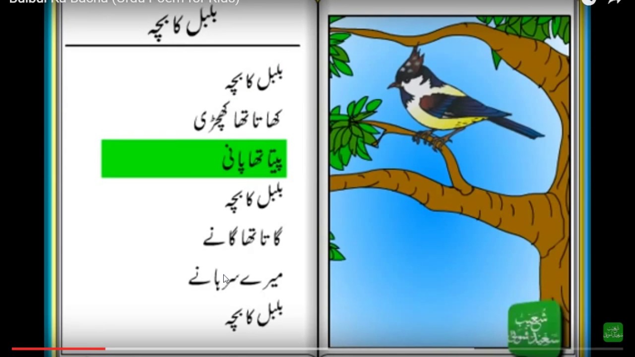 Bulbul ka bacha - YouTube