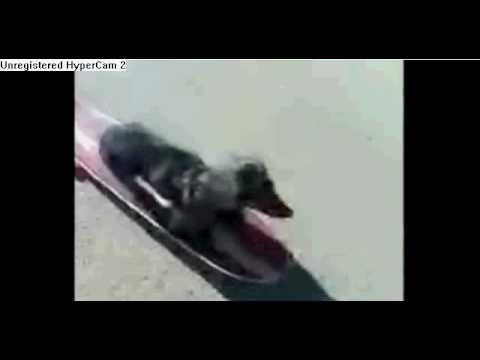 Weiner Dog Riding Skateboard - YouTube