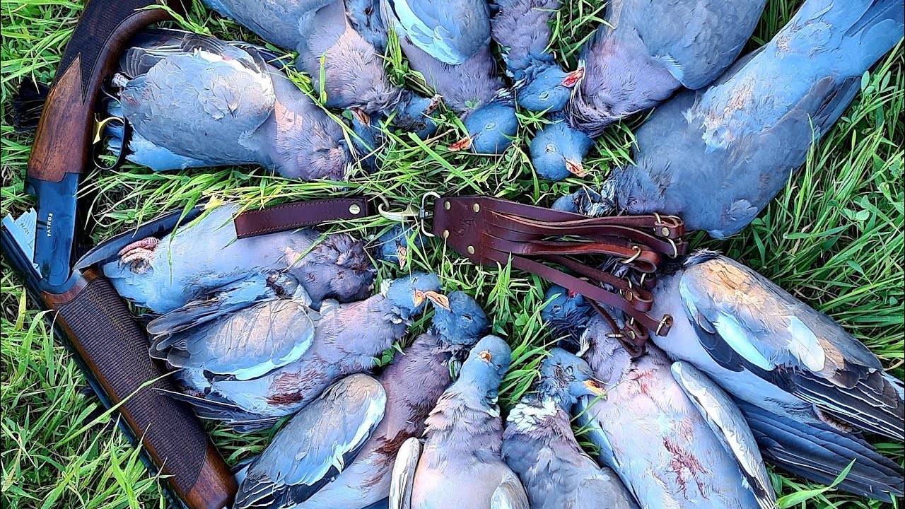 wood pigeon hunting 2022-20023 κυνηγι φασσας - YouTube