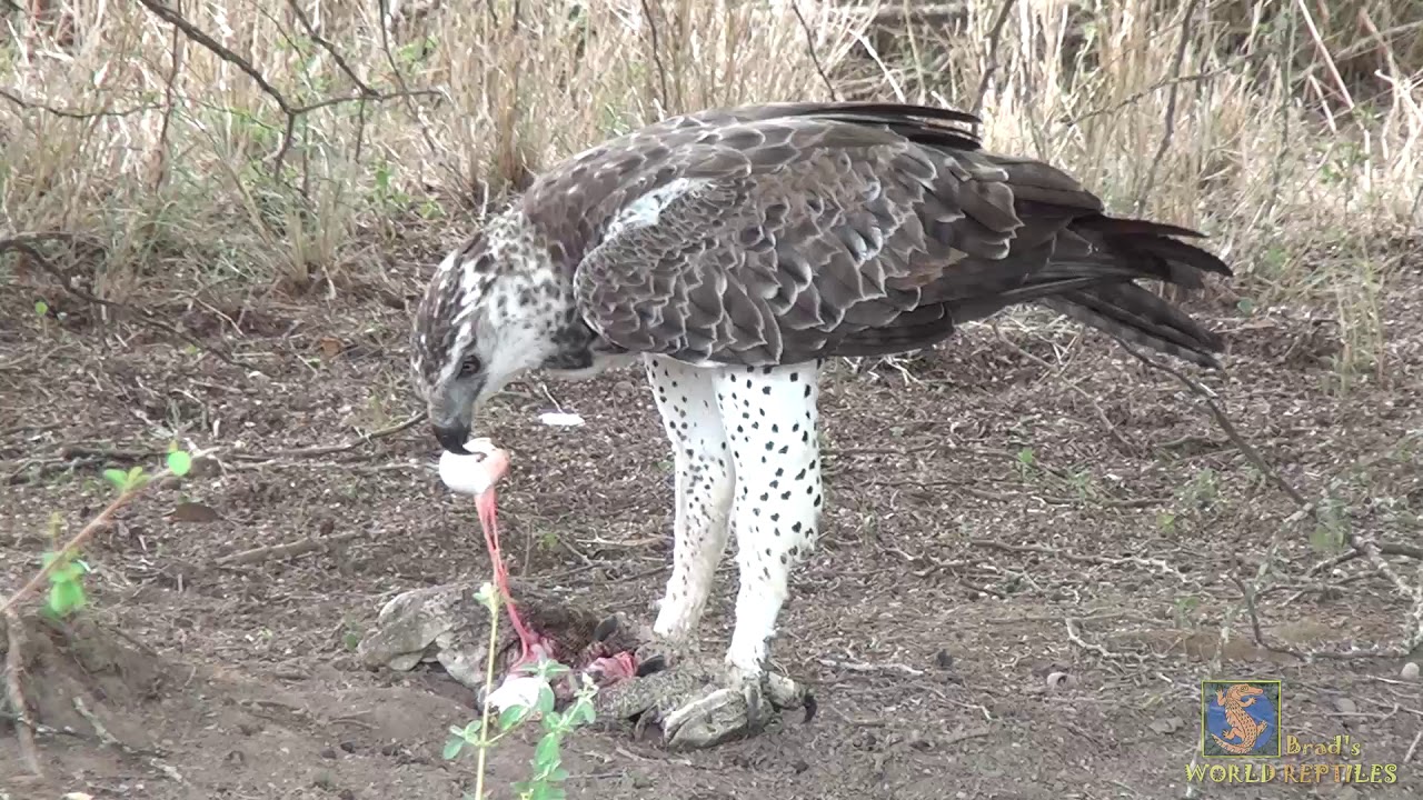 Young Martial Eagle eating the eggs of a Monitor Lizard - YouTube