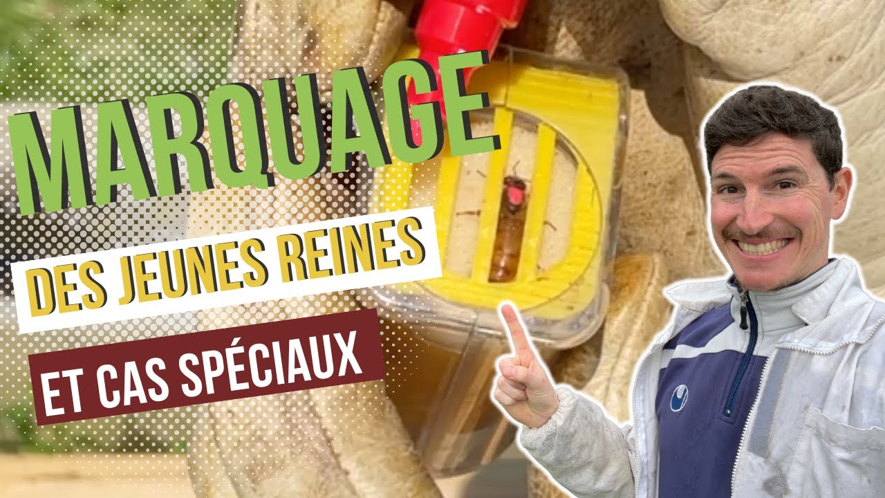 Comment je marque les Reines ?? et visite de cas spéciaux... [S01E11 ...
