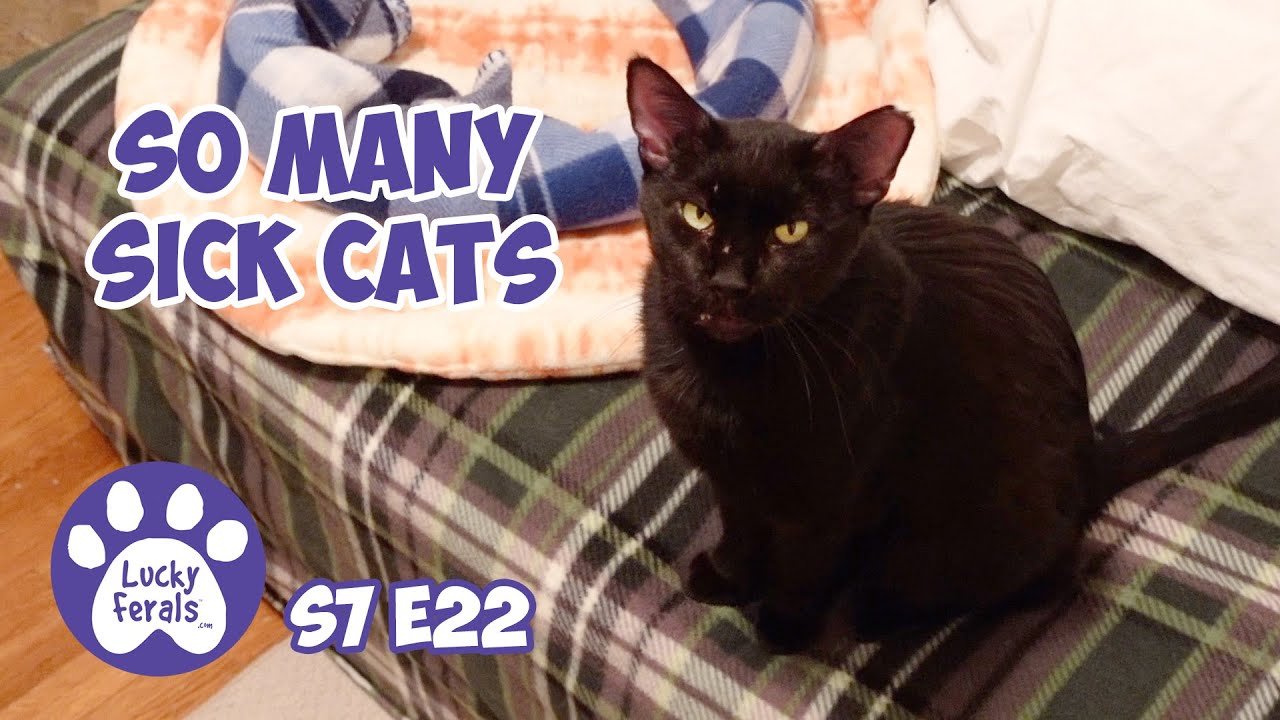 So Many Sick Cats, Mail Time, Snow, Pets For Eva - S7 E22 - Lucky Ferals Cat Vlog Life With 11 ...