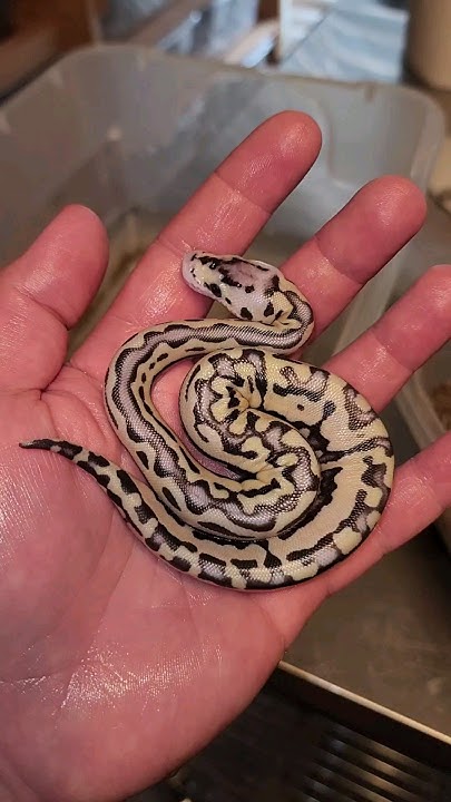 NEW Puzzle ball python baby hatches and it'd BEAUTIFUL! 🧩🥳 - YouTube