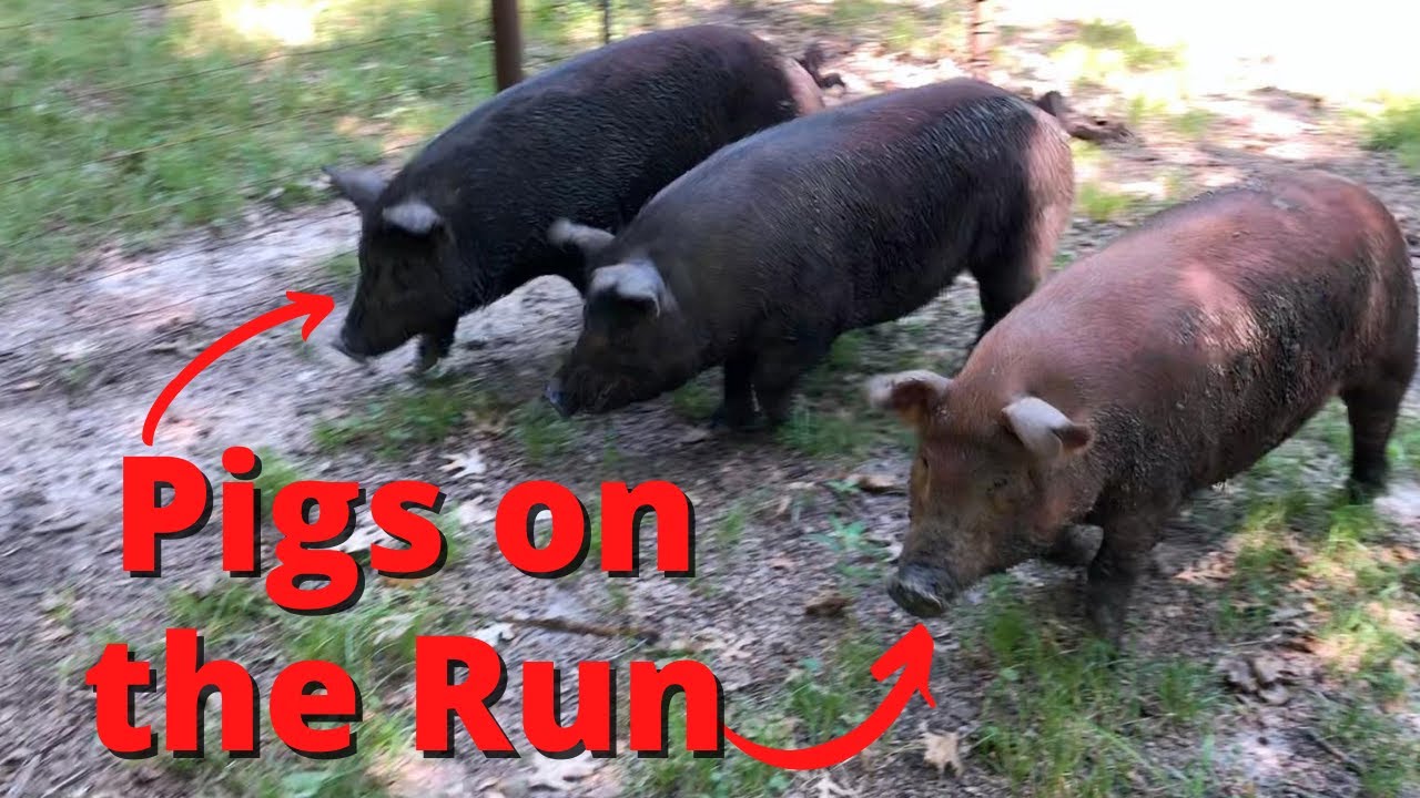The Pigs ESCAPED! - YouTube