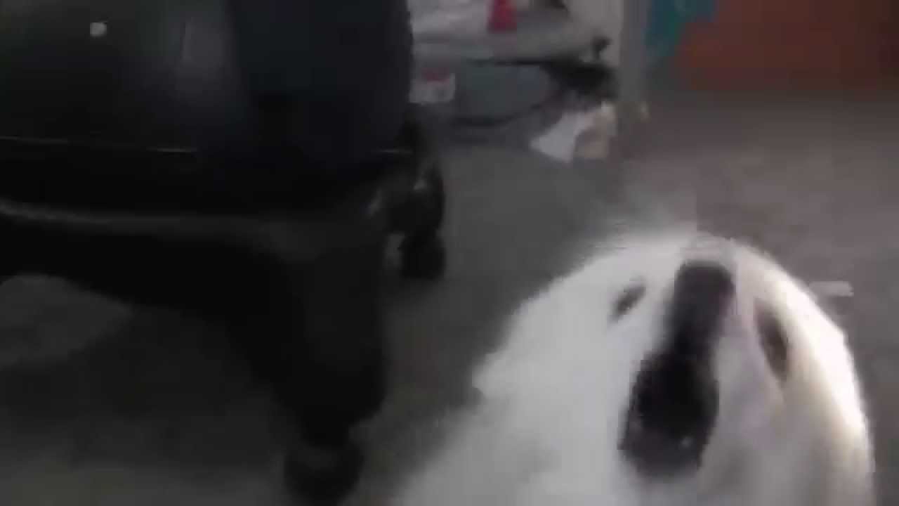 Gabe the Dog spits mad beats - YouTube