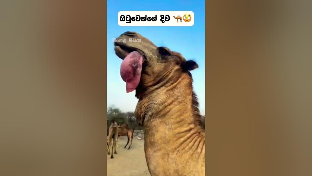 සත්ව ලෝකයේ අපූරු සිදුවීම් 😳🐟 Youtube