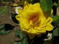 Canon SD 1100 IS (Canon IXUS 80 IS) - example video and pics