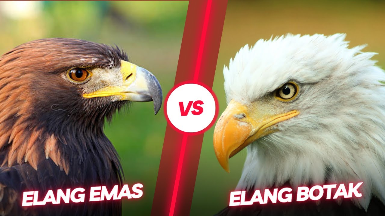 Elang Emas vs Elang Botak (Pertarungan Dua Monster Udara Terbesar yang ...