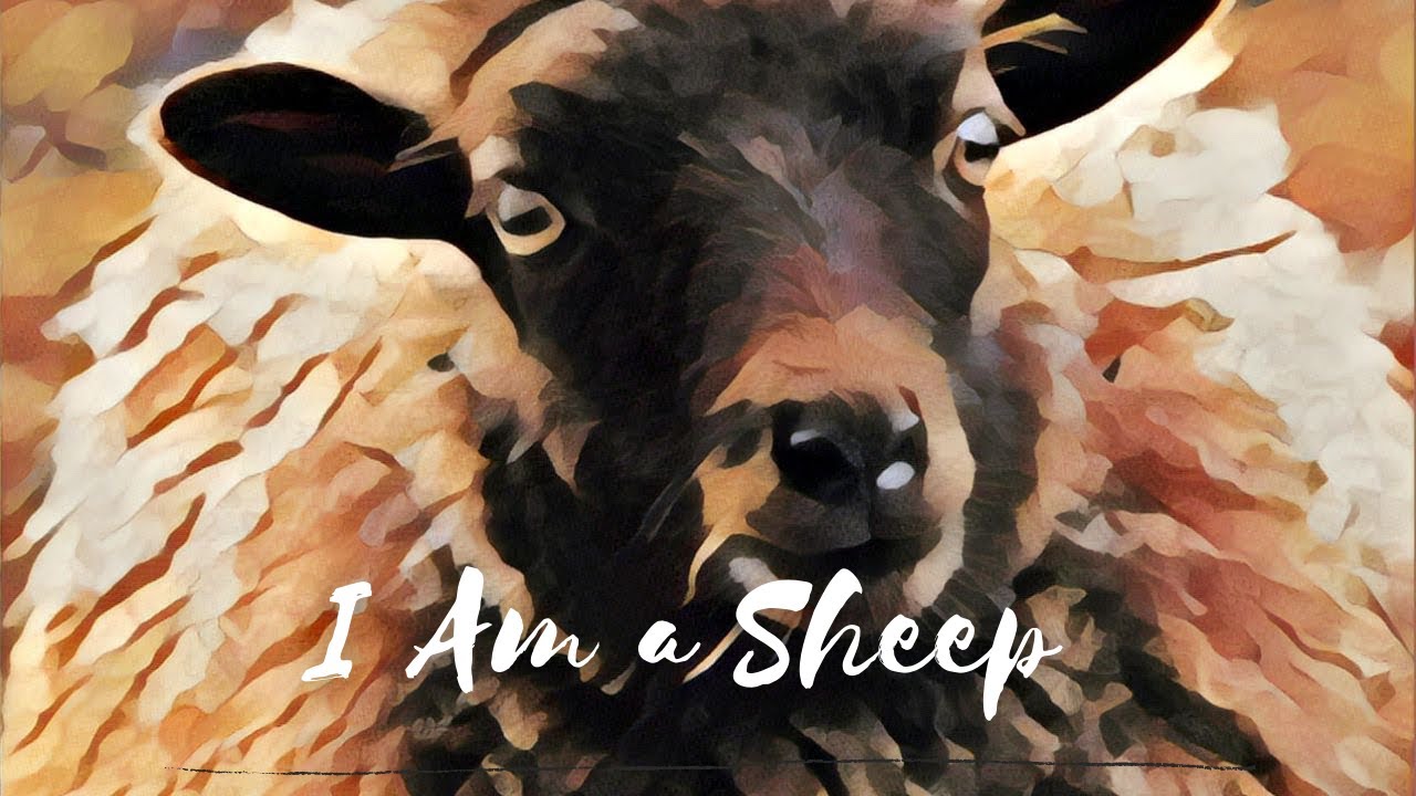 I Am A Sheep - YouTube