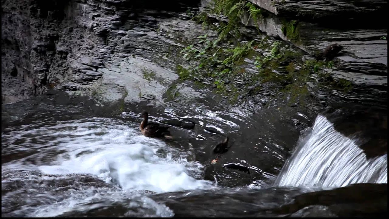 Ducklings Tumble Down Waterfall - YouTube