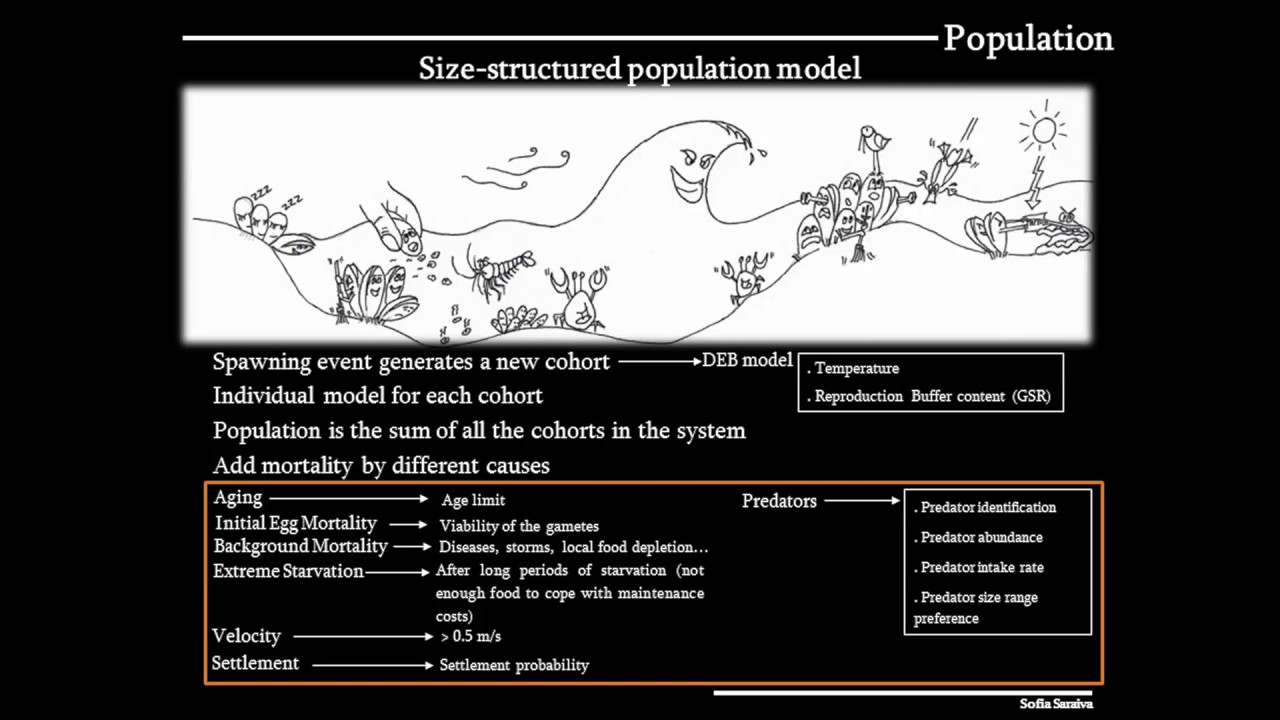 A simple application of a complex ecosystem model - YouTube