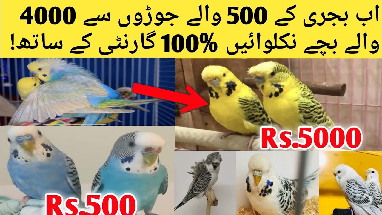 How To Produce TCB Bidgies From Simple Budgies Cross Breeding l Birds ...