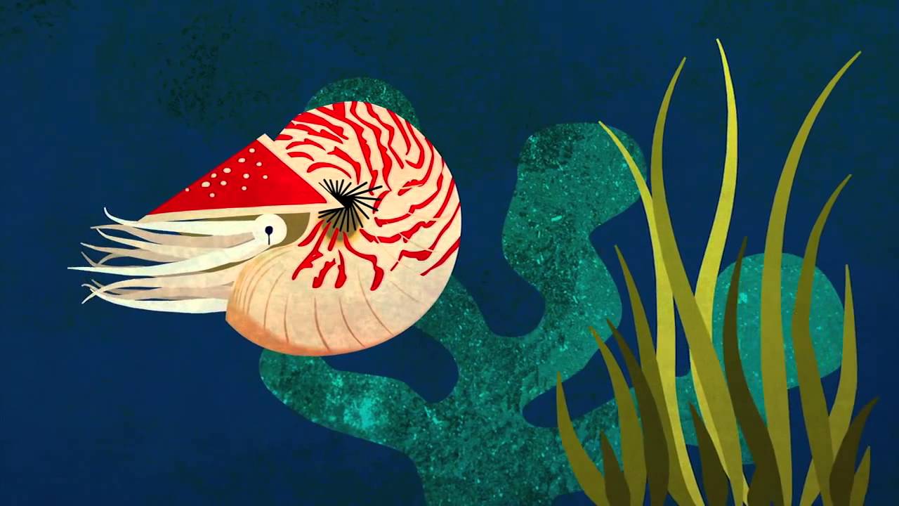 The evolution of the human eye - YouTube