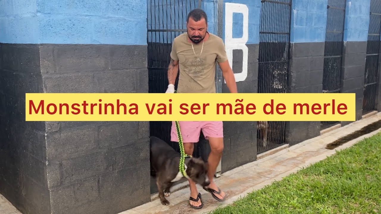 Monstrinha vai ser mãe de merle - YouTube
