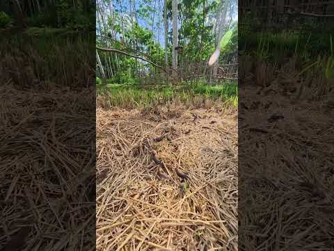 PELUIT ELEKTRIK UNTUK BURUNG EMPRIT #burung #burungemprit - YouTube