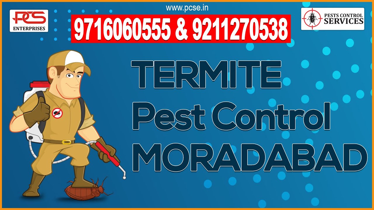 Termite Pest Control Moradabad Contact Number | 9716060555 - YouTube