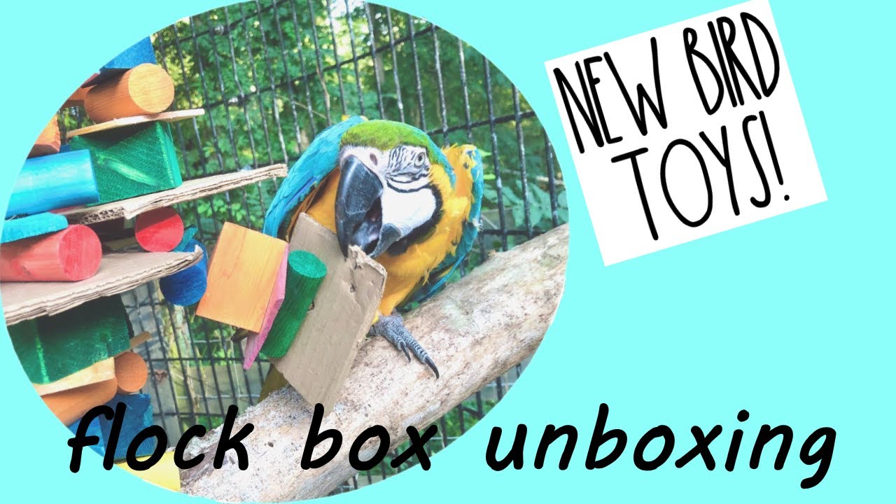 Bird Toy Haul | Flock Box Unboxing - YouTube