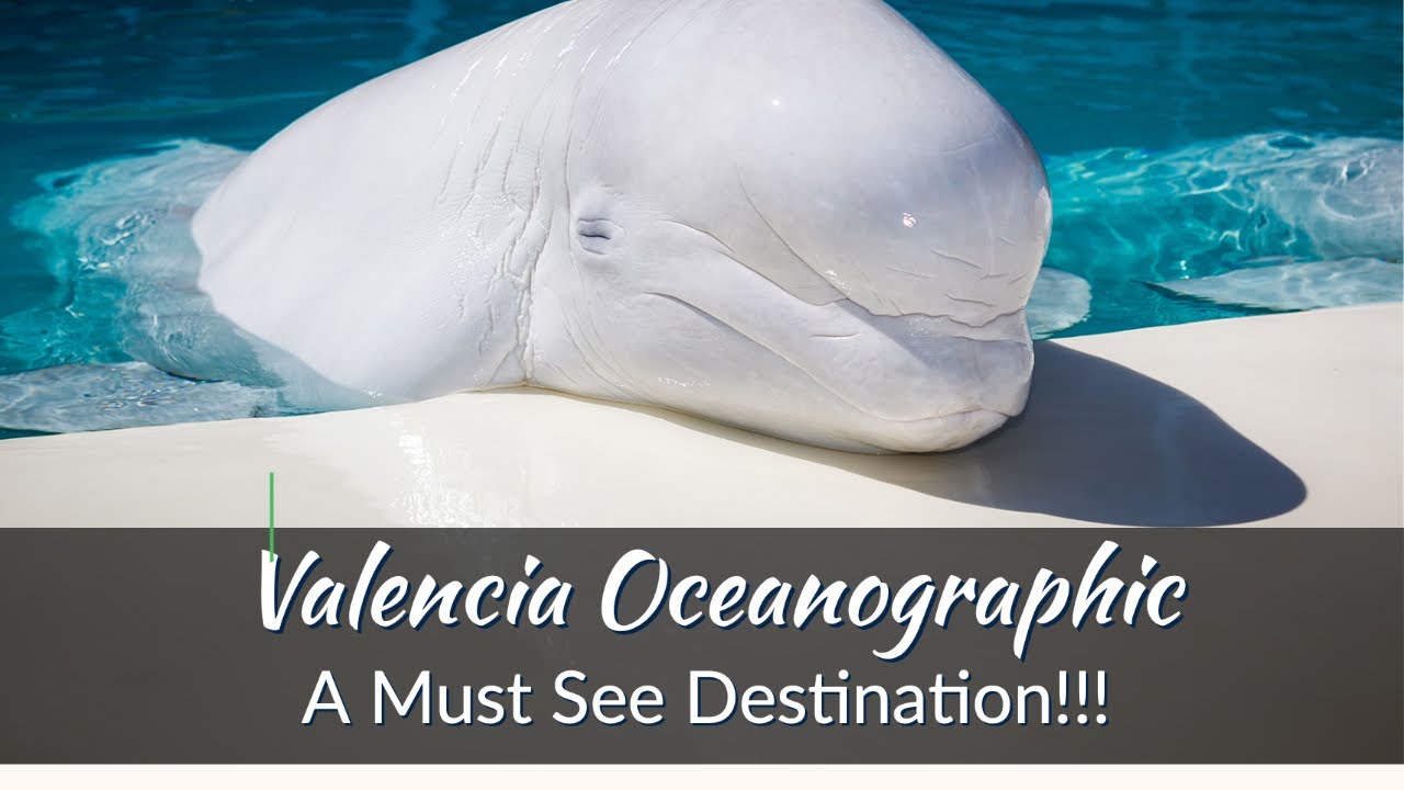 Valencia Oceanogràfic with footage of Beluga Whales - YouTube