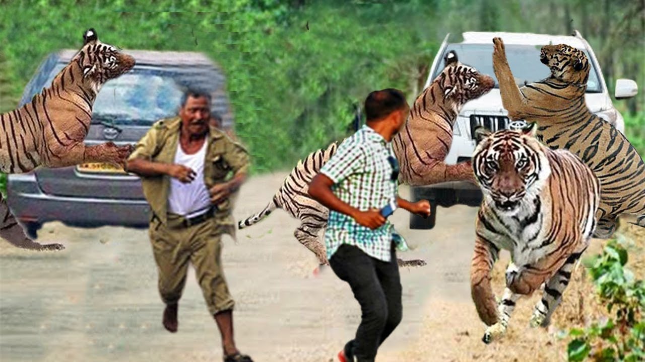 Cruel! Crazy Tiger - Tiger Attacks People And Cars When Invading Their ...