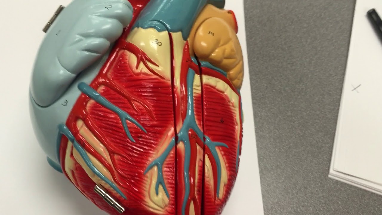 Heart Review Part 1 - YouTube