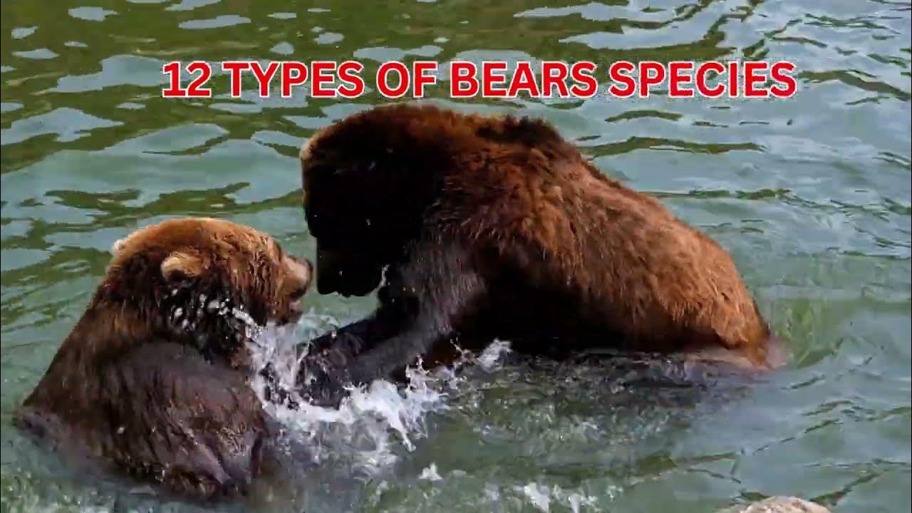 12 TYPES OF BEARS SPECIES - YouTube