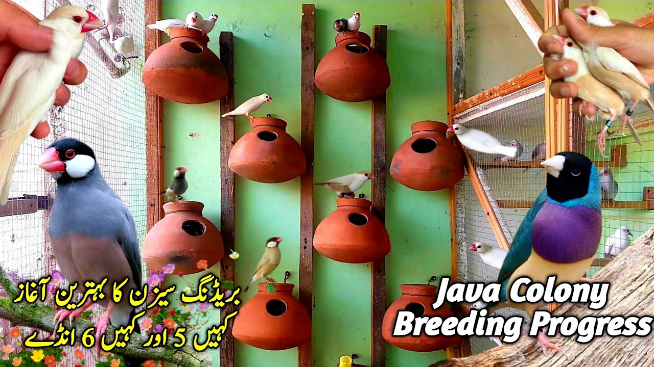 Java Finch Colony Breeding Progress 2024-25 || Java Finch Breeding Tips || @MugheesShahxad - YouTube